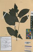 Morinda lucida in Global Plants on JSTOR