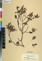 Ocimum suave in Global Plants on JSTOR