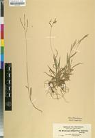 Digitaria scalarum in Global Plants on JSTOR