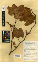 Piliostigma reticulatum in Global Plants on JSTOR