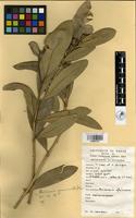 Avicennia africana in Global Plants on JSTOR