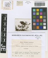 Takakia lepidozioides in Global Plants on JSTOR