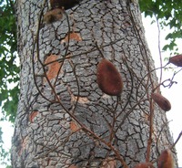 Dialium englerianum in Global Plants on JSTOR