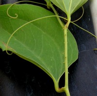 Smilax anceps in Global Plants on JSTOR