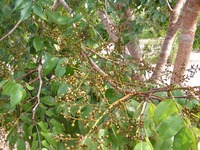 Dialium englerianum in Global Plants on JSTOR