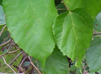 Alchornea cordifolia in Global Plants on JSTOR