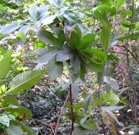 Myrianthus arboreus in Global Plants on JSTOR