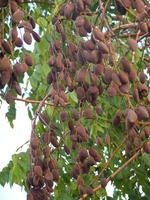 Dialium englerianum in Global Plants on JSTOR