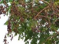 Dialium englerianum in Global Plants on JSTOR