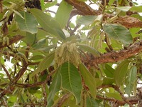 Terminalia mollis in Global Plants on JSTOR