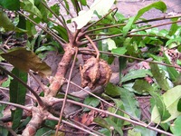 Carapa procera in Global Plants on JSTOR