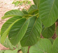 Milicia excelsa in Global Plants on JSTOR