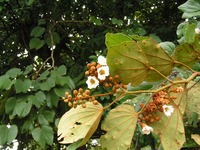 Bauhinia thonningii in Global Plants on JSTOR