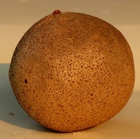 Monodora myristica in Global Plants on JSTOR