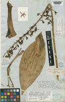 Neotype of Govenia lagenophora Lindl. [family ORCHIDACEAE] on JSTOR