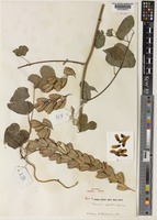 Dioscorea sylvatica in Global Plants on JSTOR