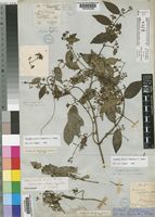 Secamone afzelii in Global Plants on JSTOR