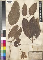 Sterculia oblonga in Global Plants on JSTOR