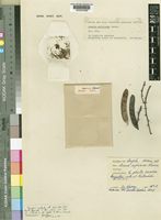 Acacia etbaica in Global Plants on JSTOR