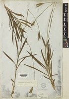 Ischaemum indicum in Global Plants on JSTOR