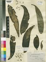 Diaphananthe dorotheae in Global Plants on JSTOR