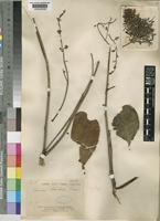 Hannoa klaineana in Global Plants on JSTOR