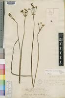 Nothoscordum inodorum in Global Plants on JSTOR