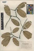 Gonystylus macrophyllus (Miq.) Airy Shaw [family THYMELAEACEAE] on JSTOR