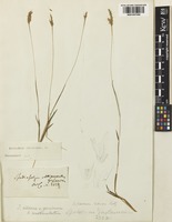 Ischaemum indicum in Global Plants on JSTOR