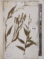 Polygonum tomentosum in Global Plants on JSTOR