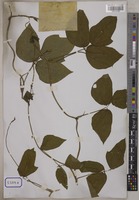 Phaseolus mungo in Global Plants on JSTOR