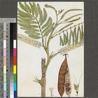 Acacia polyacantha in Global Plants on JSTOR