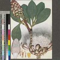 Protea angolensis Welw. original illustration from the 'Trees of ...