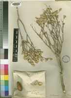 Cordeauxia edulis in Global Plants on JSTOR