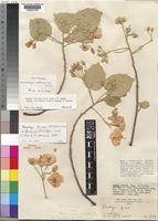 Dombeya torrida in Global Plants on JSTOR