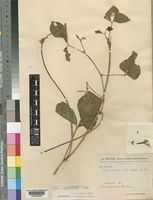 Vigna sinensis in Global Plants on JSTOR