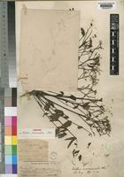 Kirkia acuminata in Global Plants on JSTOR