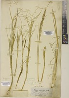 Diplachne fusca in Global Plants on JSTOR