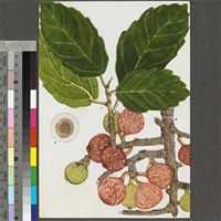 Ficus capensis in Global Plants on JSTOR