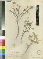 Cordeauxia edulis in Global Plants on JSTOR