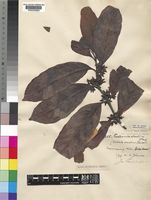 Funtumia elastica in Global Plants on JSTOR