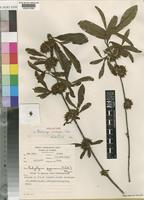 Pachystigma pygmaeum in Global Plants on JSTOR
