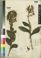 Habenaria robusta in Global Plants on JSTOR