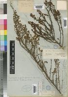 Selago thunbergii in Global Plants on JSTOR