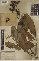 Hannoa klaineana in Global Plants on JSTOR