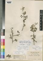 Commiphora erythraea in Global Plants on JSTOR