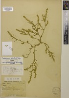 Corispermum hyssopifolium in Global Plants on JSTOR