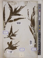 Polygonum tomentosum in Global Plants on JSTOR