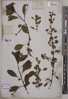 Jussiaea repens in Global Plants on JSTOR