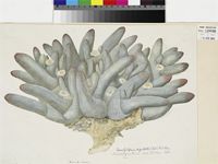 Francis Masson, original illustrations, Global Plants on JSTOR